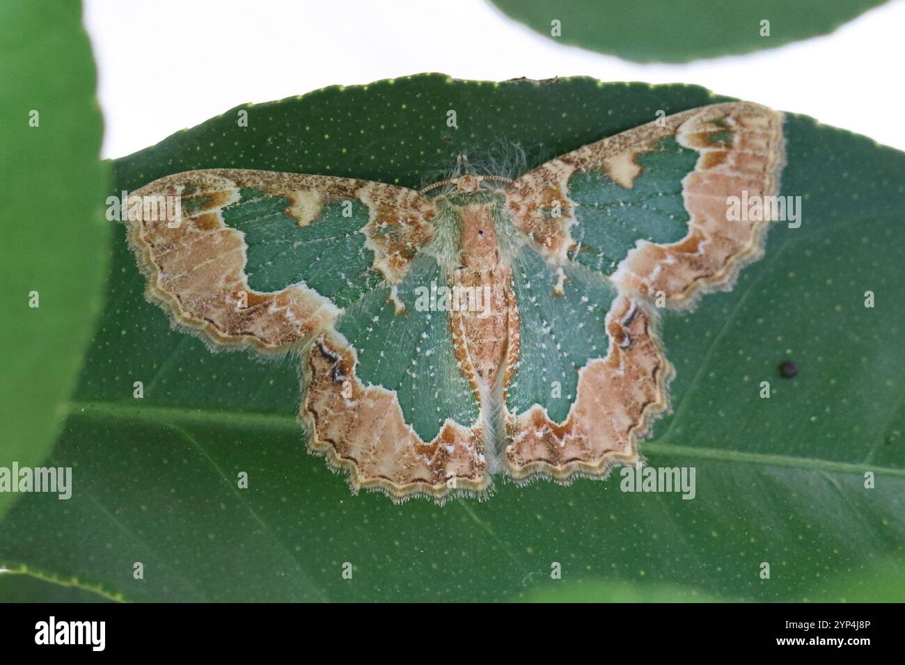 Bizarre Looper Moth (Eucyclodes pieroides Stock Photo - Alamy