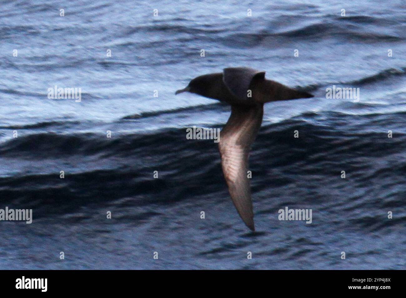 Sooty Shearwater (Ardenna grisea Stock Photo - Alamy