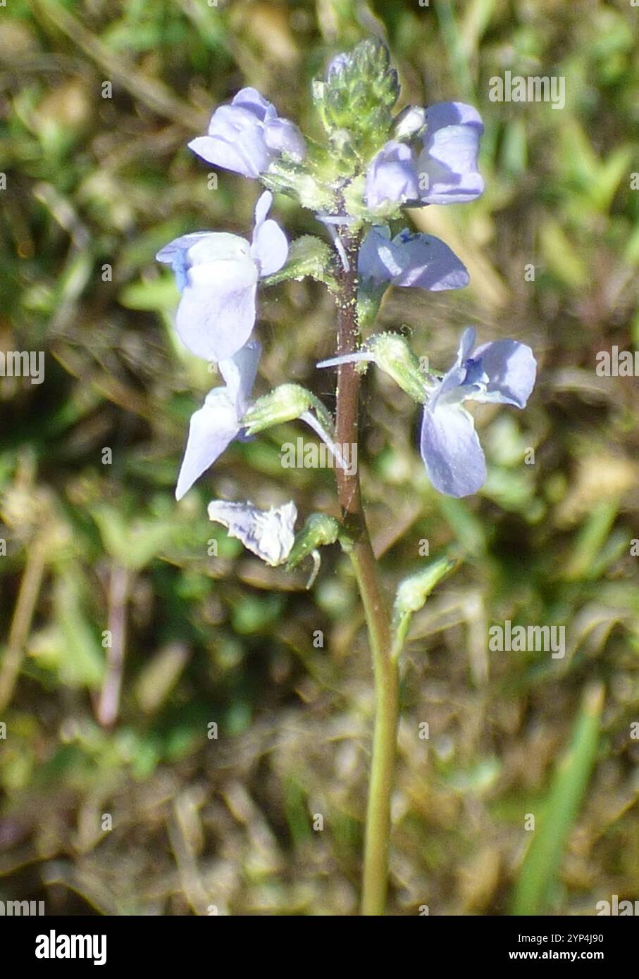 blue toadflax (Nuttallanthus canadensis Stock Photo - Alamy