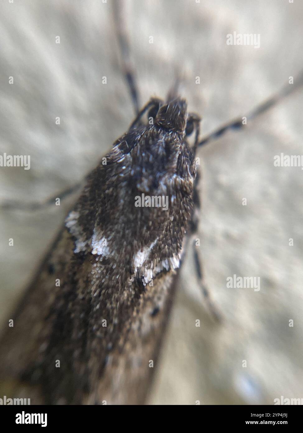 March Tubic (Diurnea fagella Stock Photo - Alamy