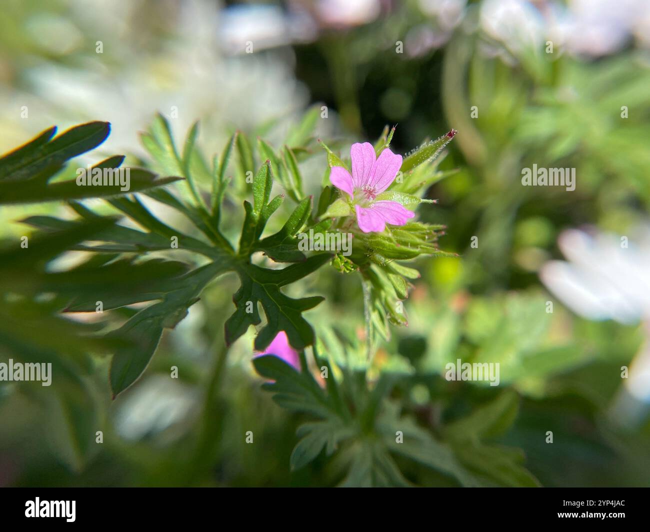 Cut-leaved crane's-bill (Geranium dissectum Stock Photo - Alamy
