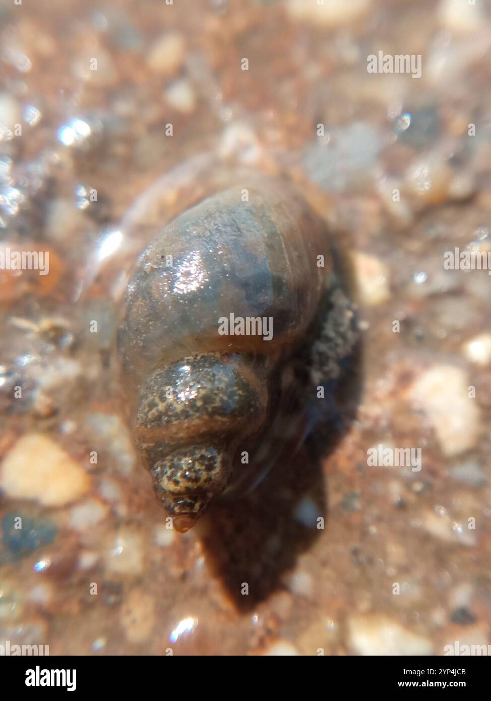 Dwarf pond snail (Galba truncatula Stock Photo - Alamy