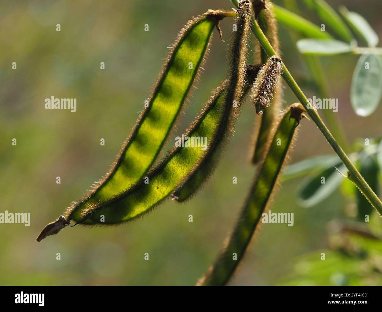 South African hoarypea (Tephrosia noctiflora Stock Photo - Alamy