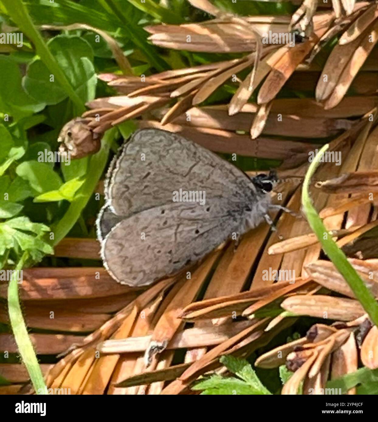 Echo Azure (Celastrina echo Stock Photo - Alamy