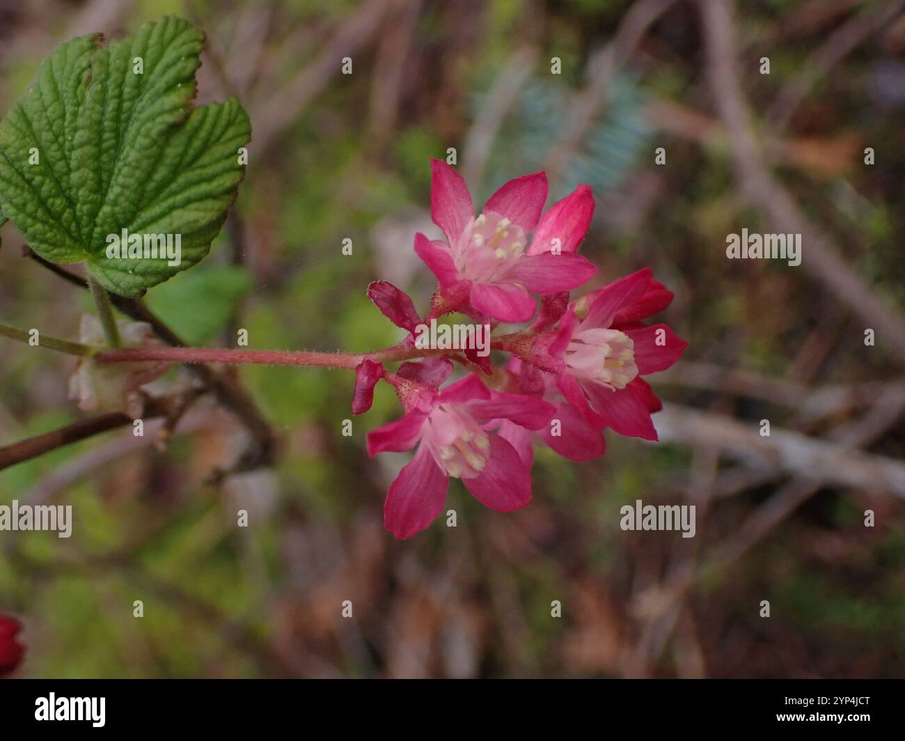 Red-flowering Currant (Ribes sanguineum Stock Photo - Alamy