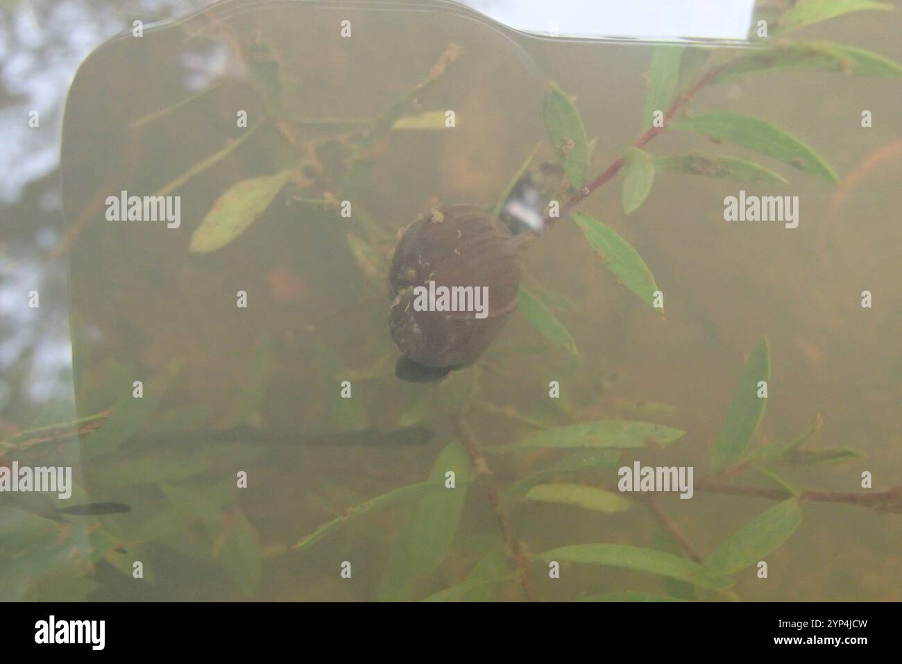 Pond Snails, Bladder Snails, and Allies (Lymnaeoidea Stock Photo - Alamy