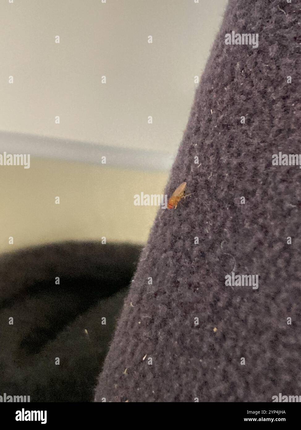 Small Fruit Flies (Drosophila Stock Photo - Alamy