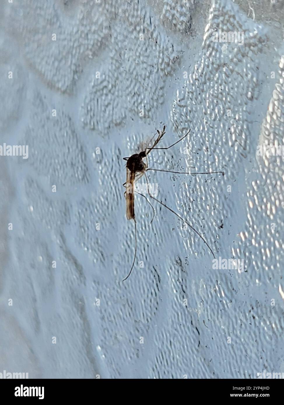 Culicine Mosquitoes (Culicinae Stock Photo - Alamy