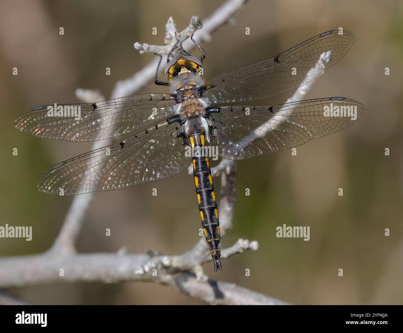 Dot-winged Baskettail (Epitheca petechialis Stock Photo - Alamy