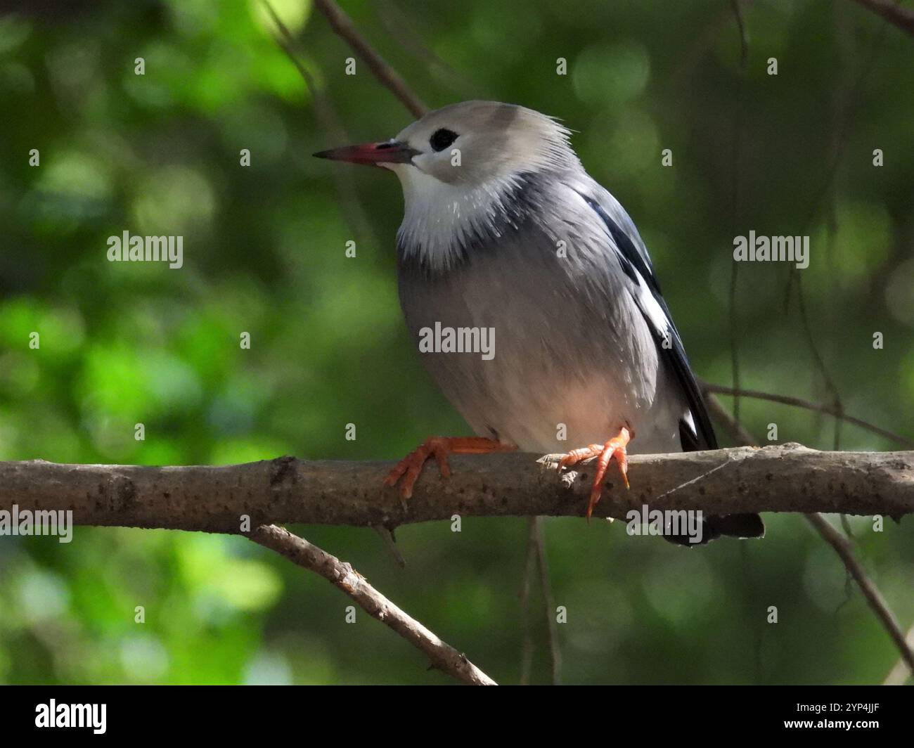 Spodiopsar sericeus hi-res stock photography and images - Alamy