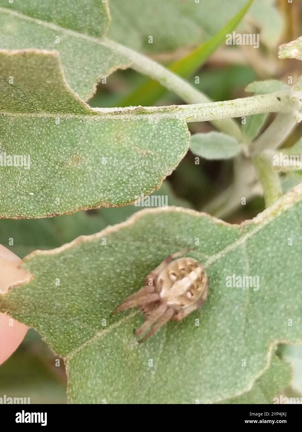 Arabesque Orbweaver (Neoscona arabesca Stock Photo - Alamy