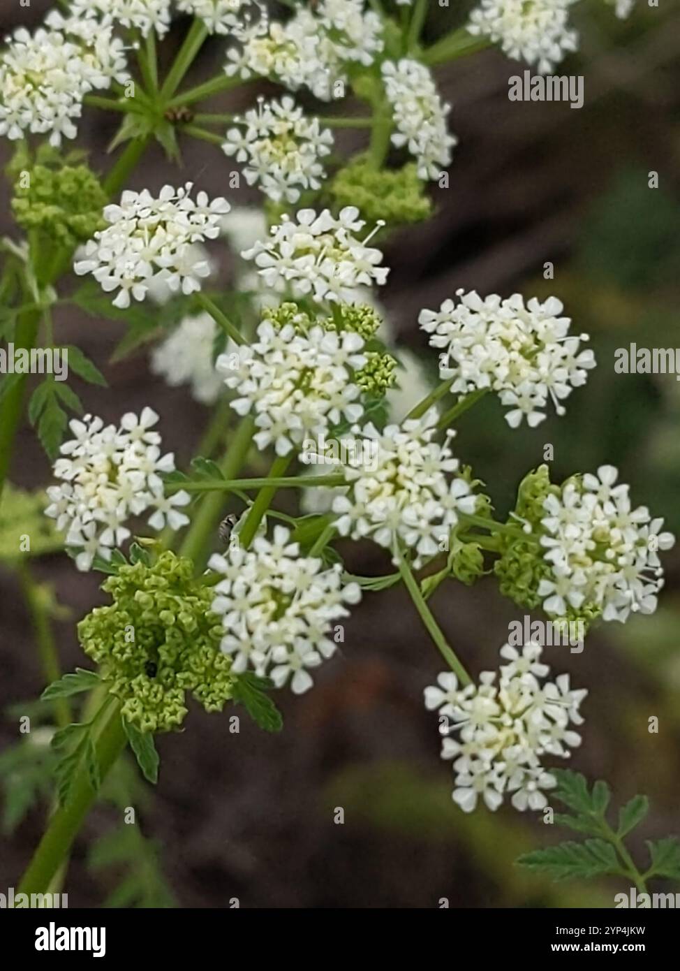 poison hemlock (Conium maculatum Stock Photo - Alamy