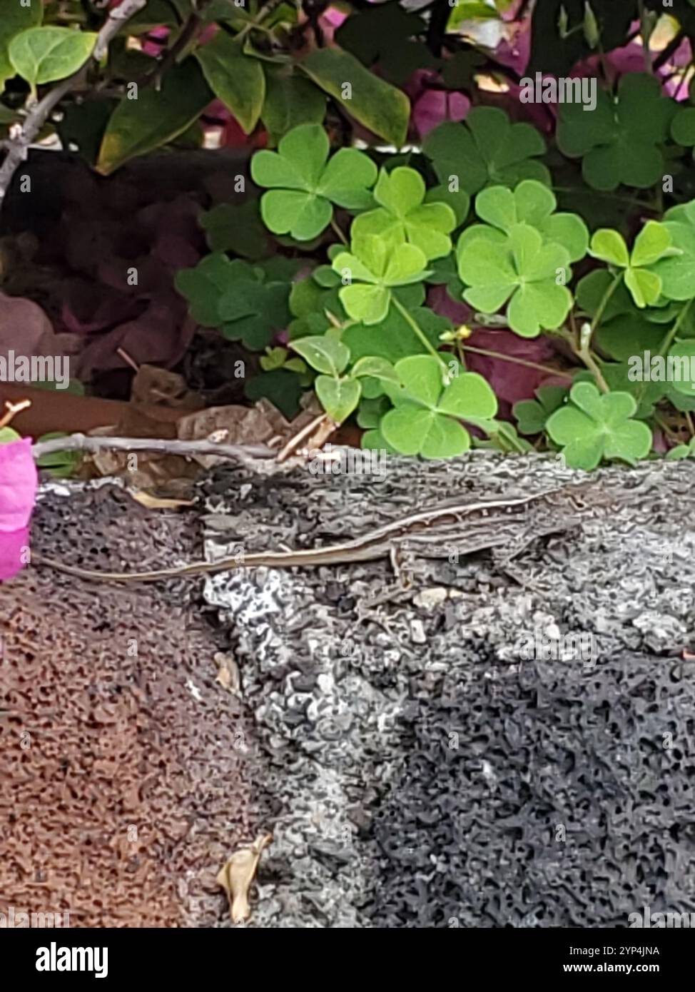 Brown Anole (Anolis sagrei Stock Photo - Alamy