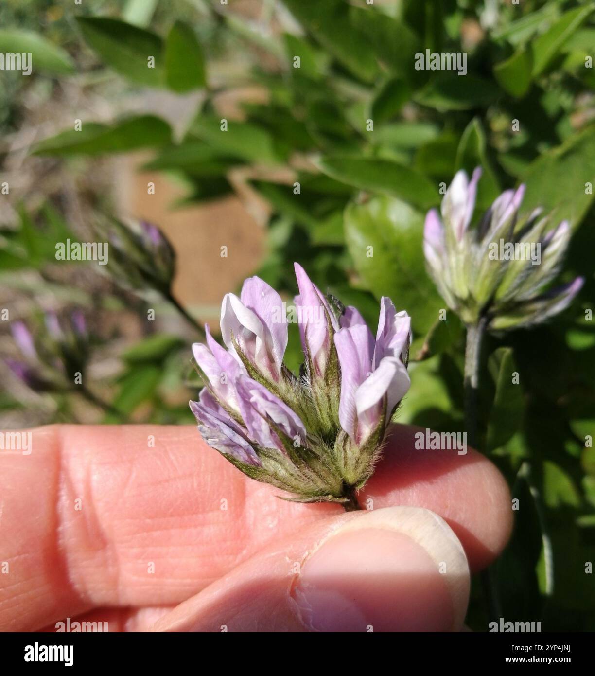 arabian pea (Bituminaria bituminosa Stock Photo - Alamy