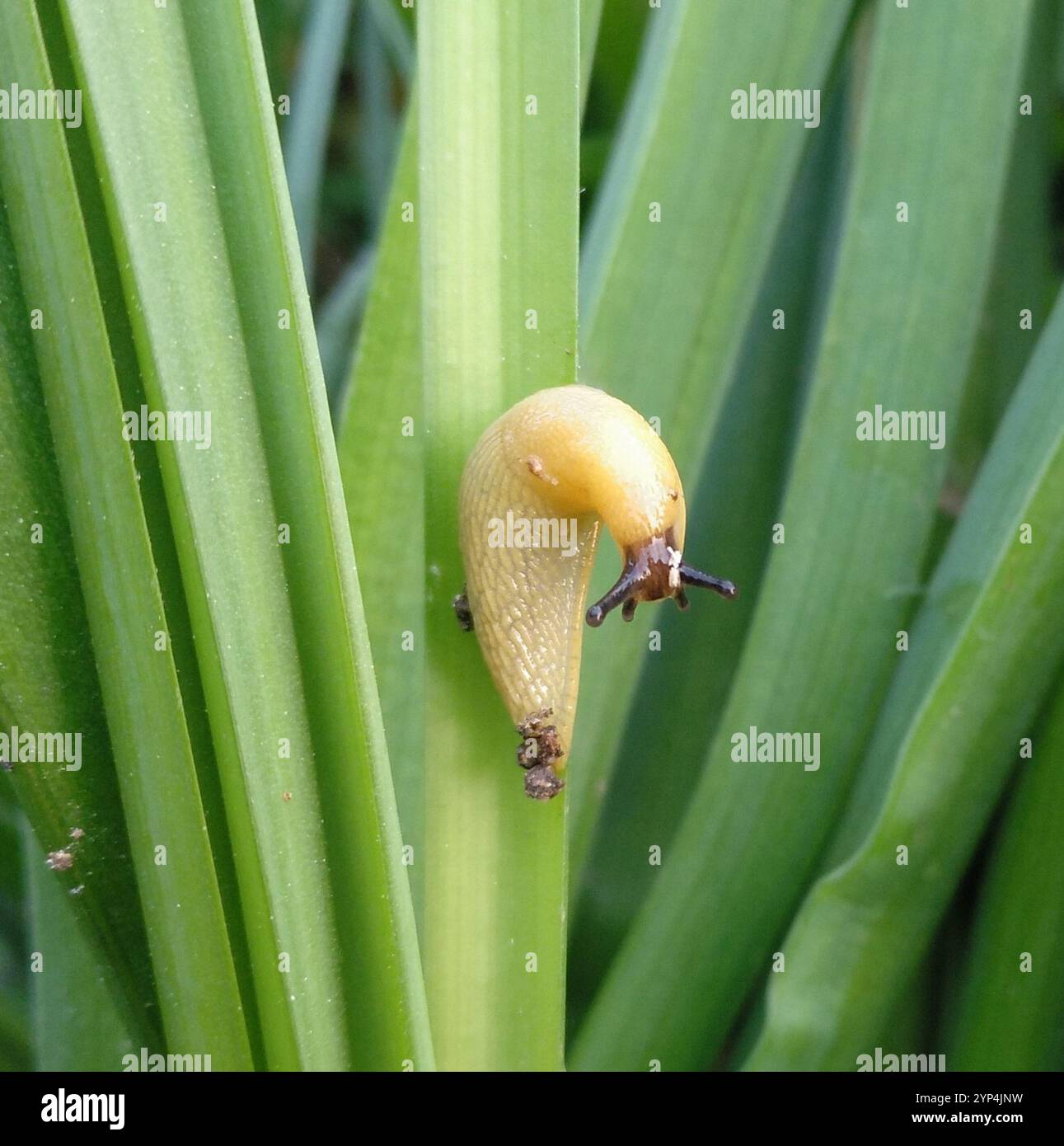 Western Dusky Slug (Arion subfuscus Stock Photo - Alamy