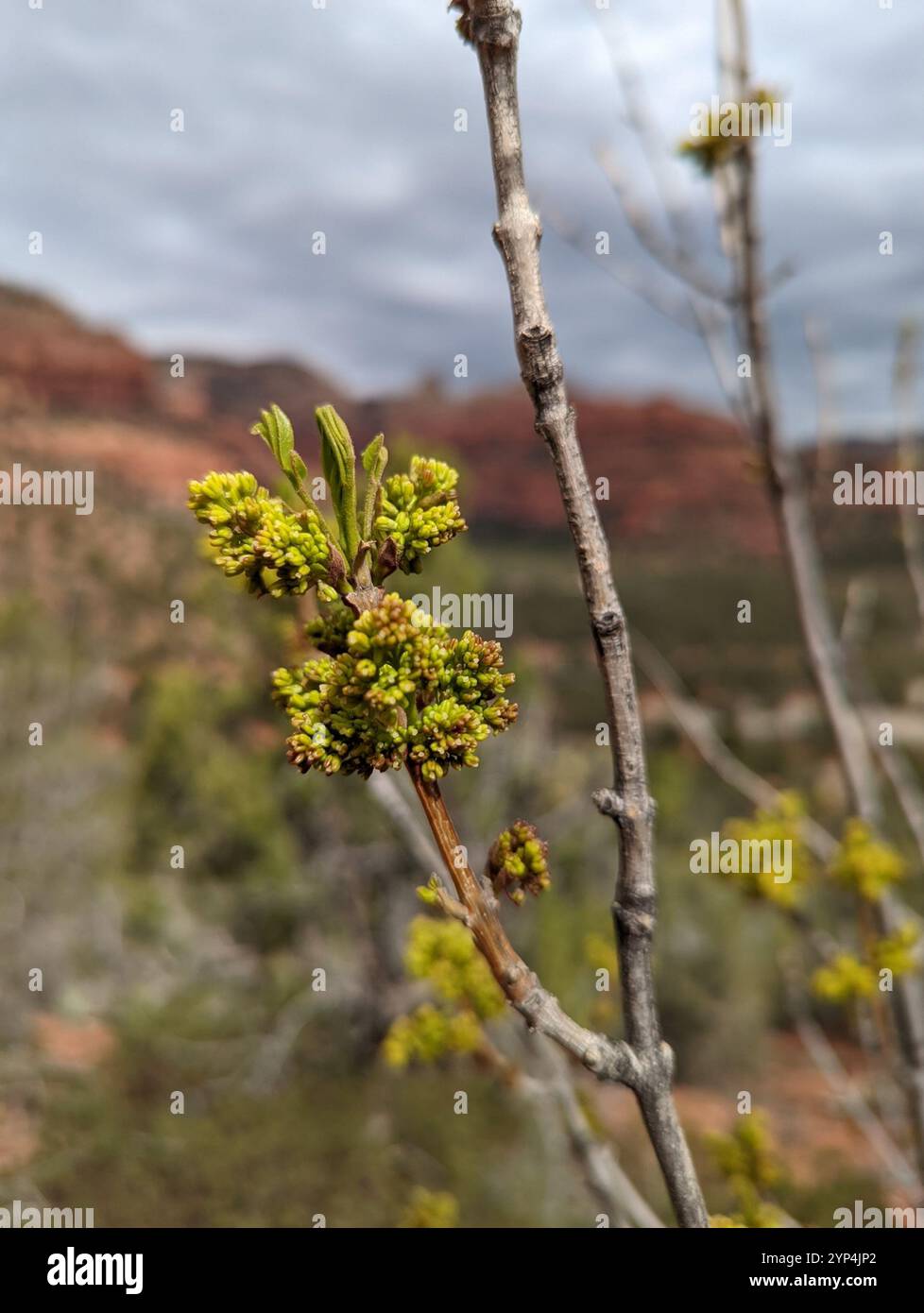 single-leaf ash (Fraxinus anomala Stock Photo - Alamy