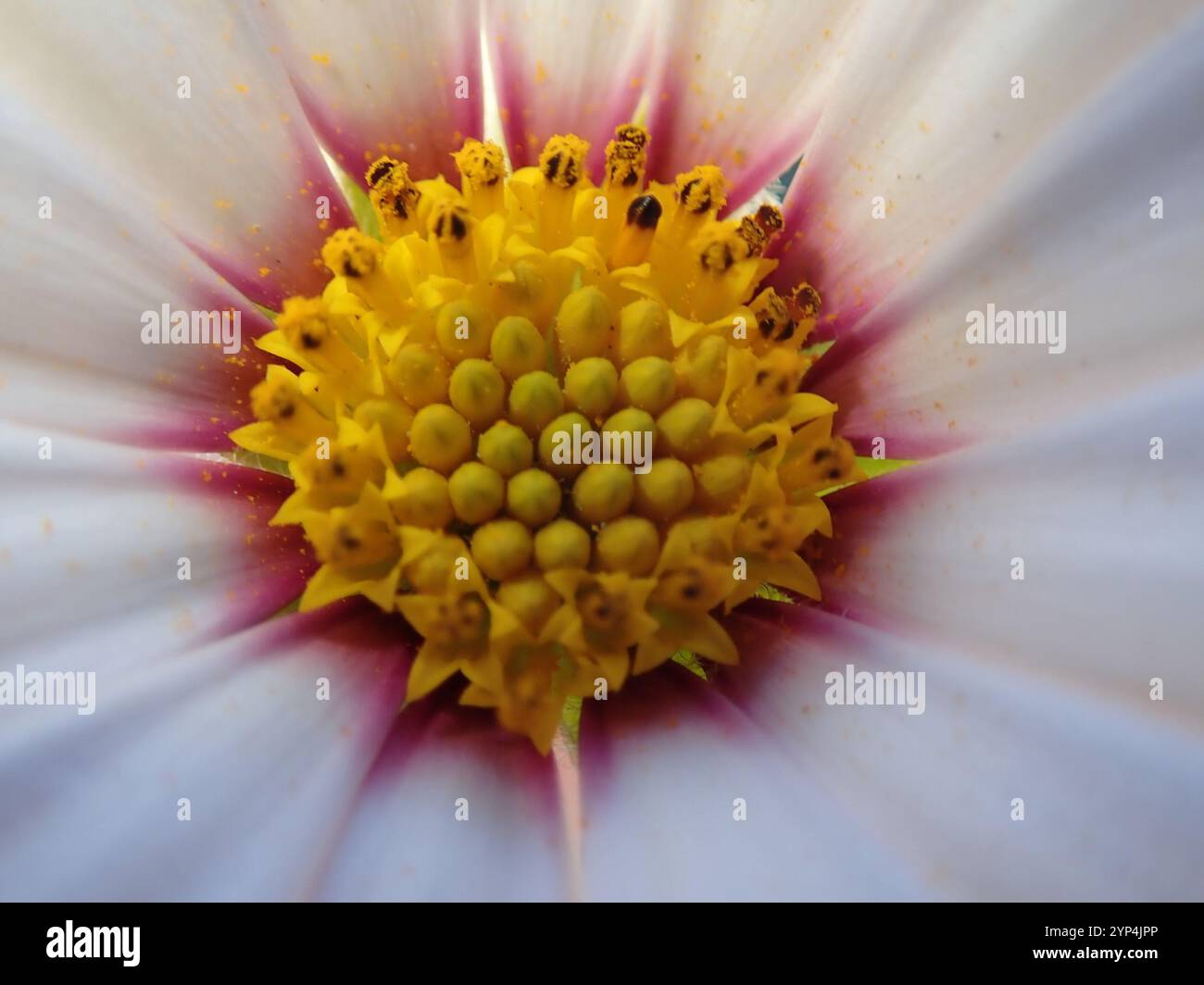 Sticky Rain Daisy (Dimorphotheca cuneata Stock Photo - Alamy