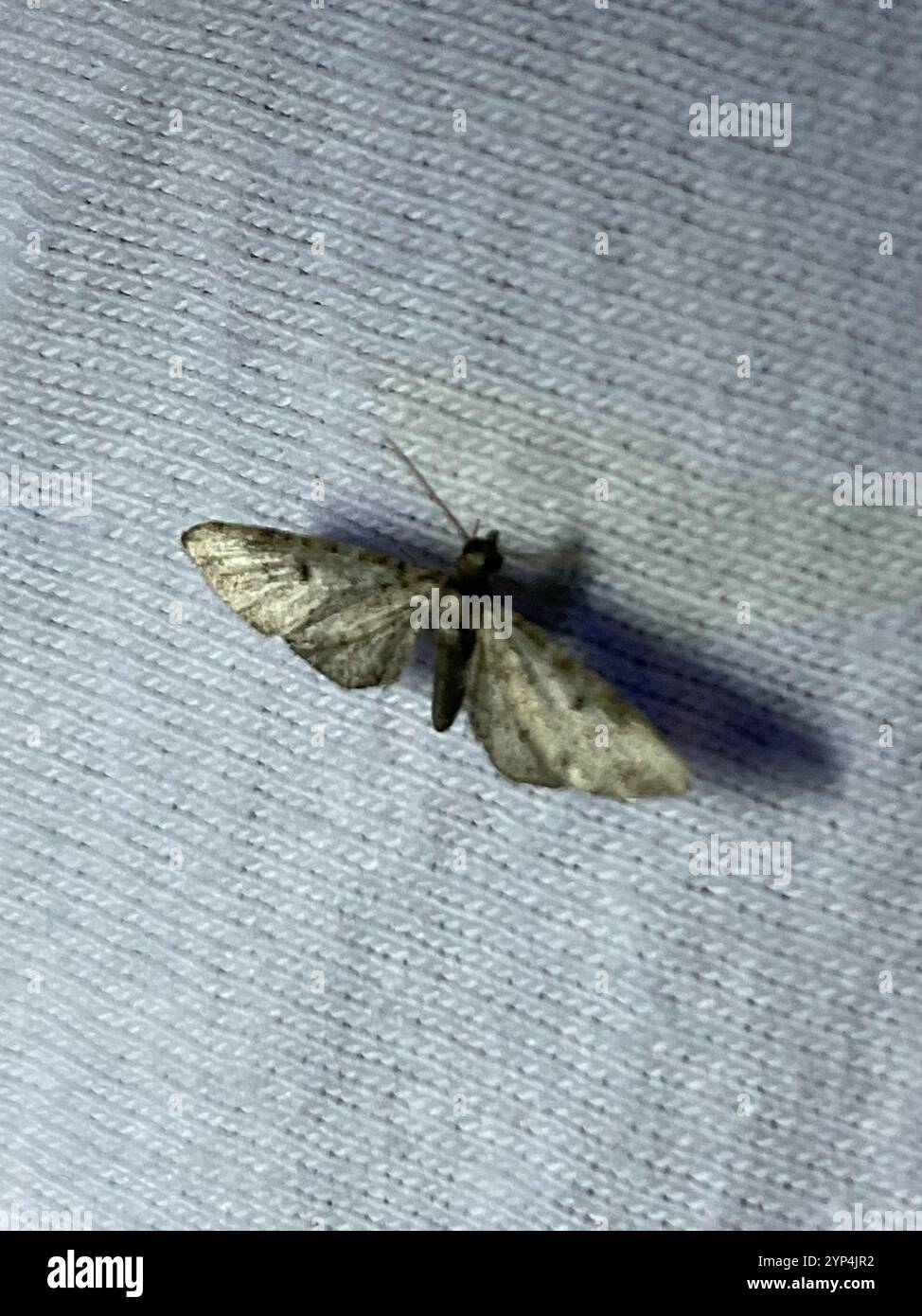 Common Eupithecia Moth (Eupithecia miserulata Stock Photo - Alamy