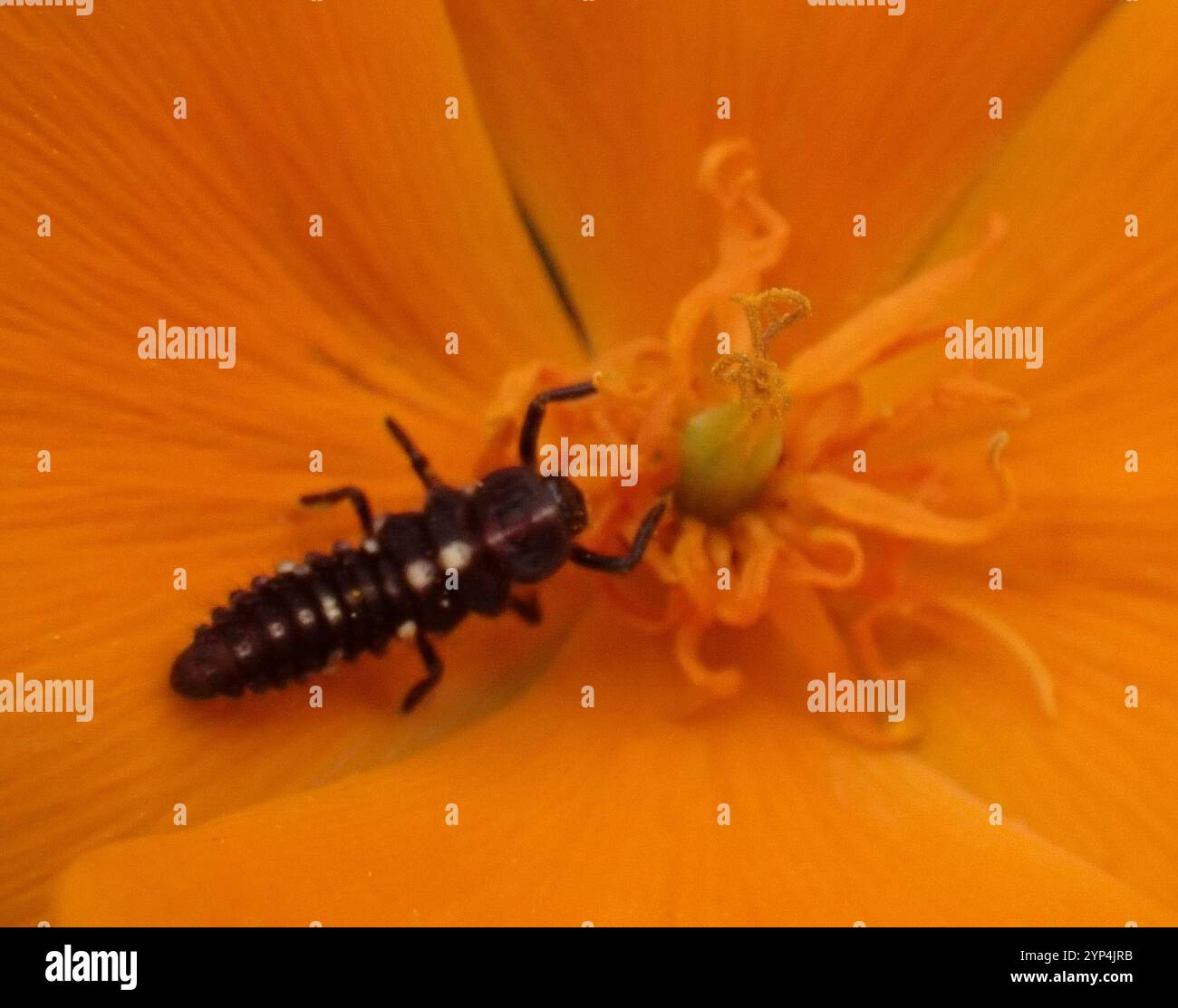 Micraspis hi-res stock photography and images - Alamy