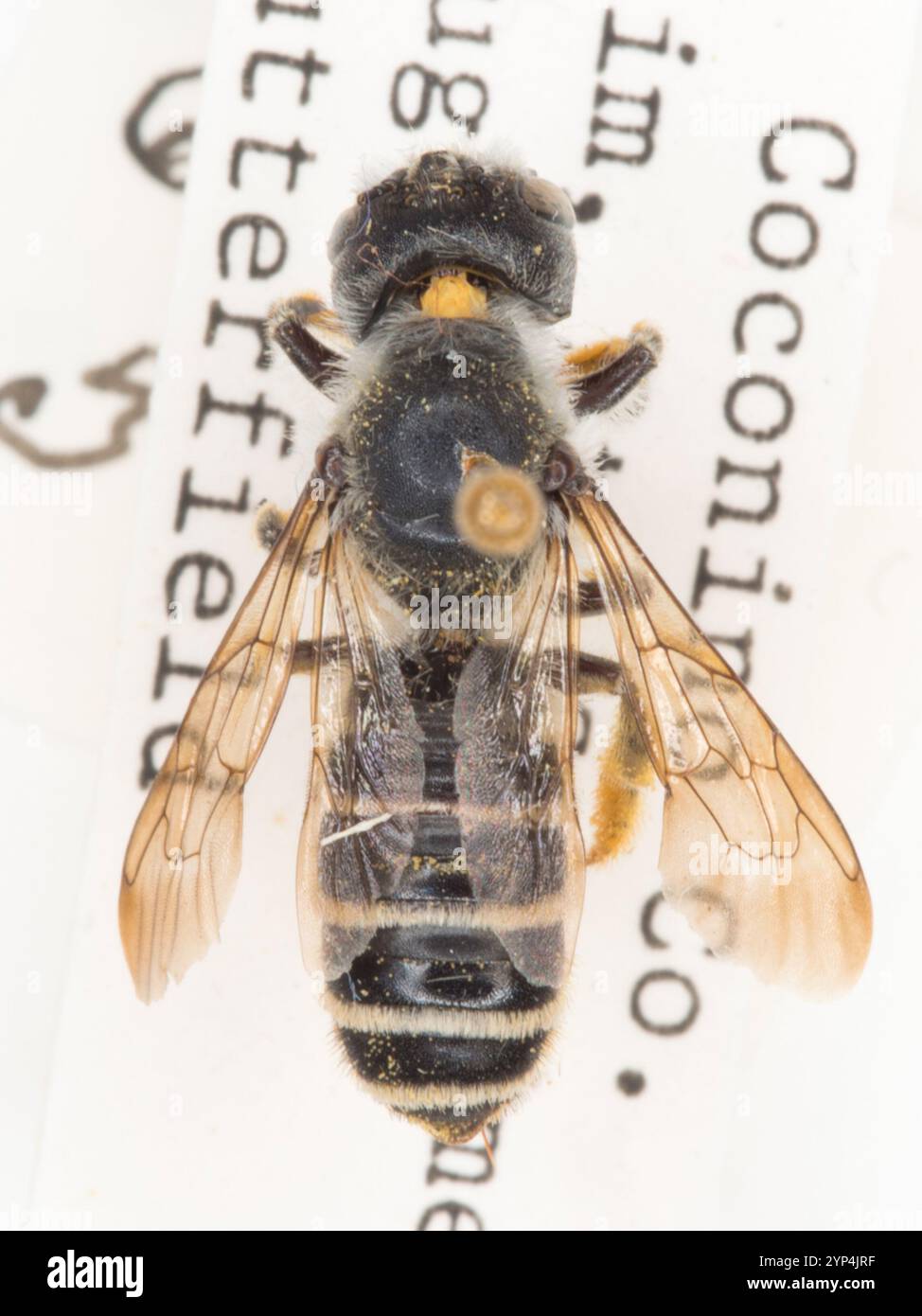 Pugnacious Leafcutter Bee (Megachile pugnata Stock Photo - Alamy