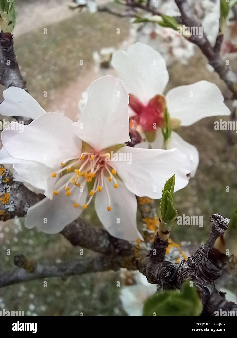 Almond (Prunus amygdalus Stock Photo - Alamy