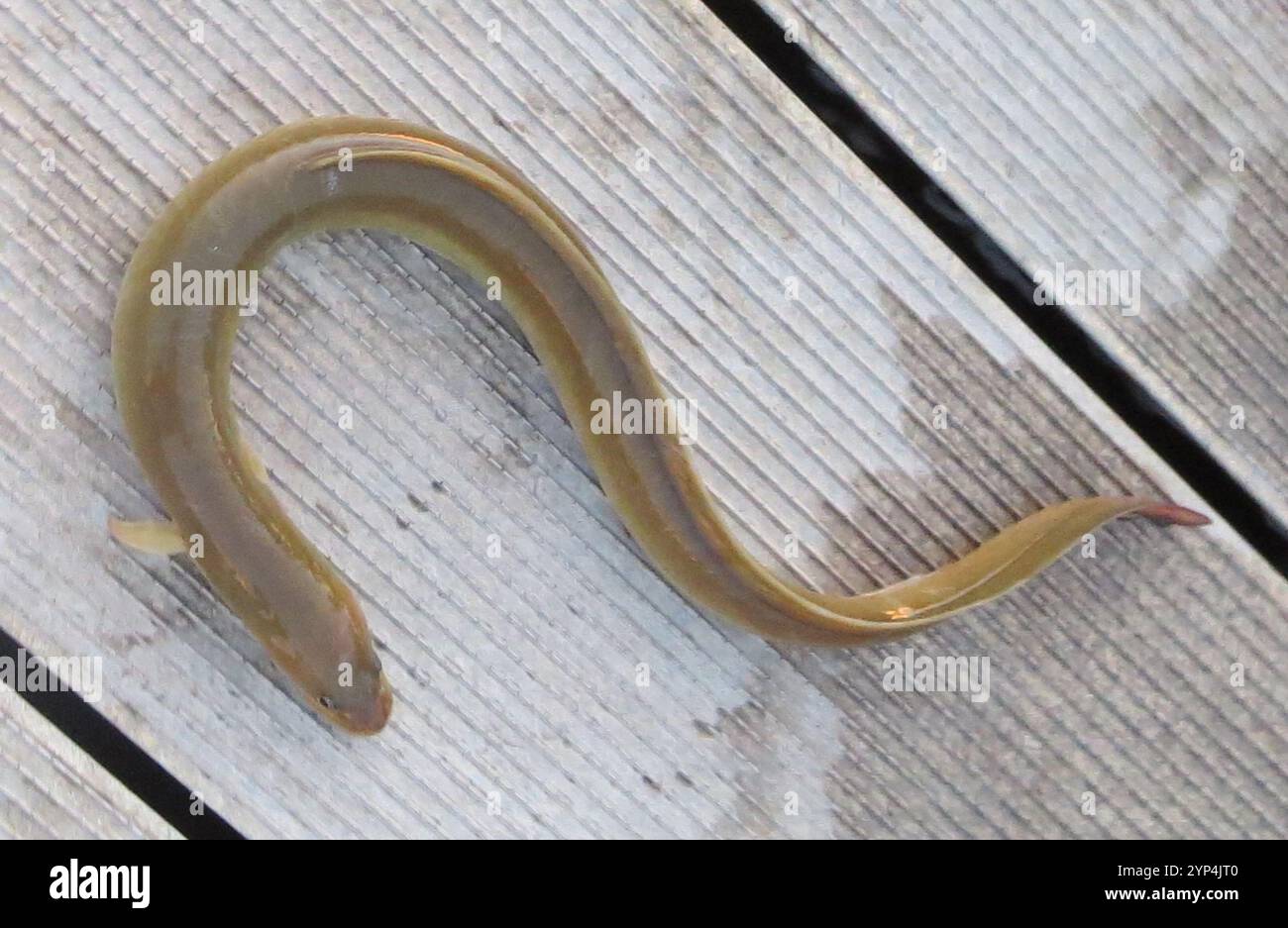 American Eel (Anguilla rostrata Stock Photo - Alamy