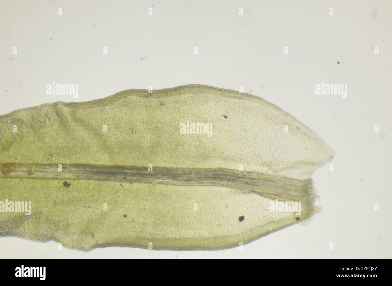 Bird's-Claw Beard-Moss (Barbula unguiculata Stock Photo - Alamy