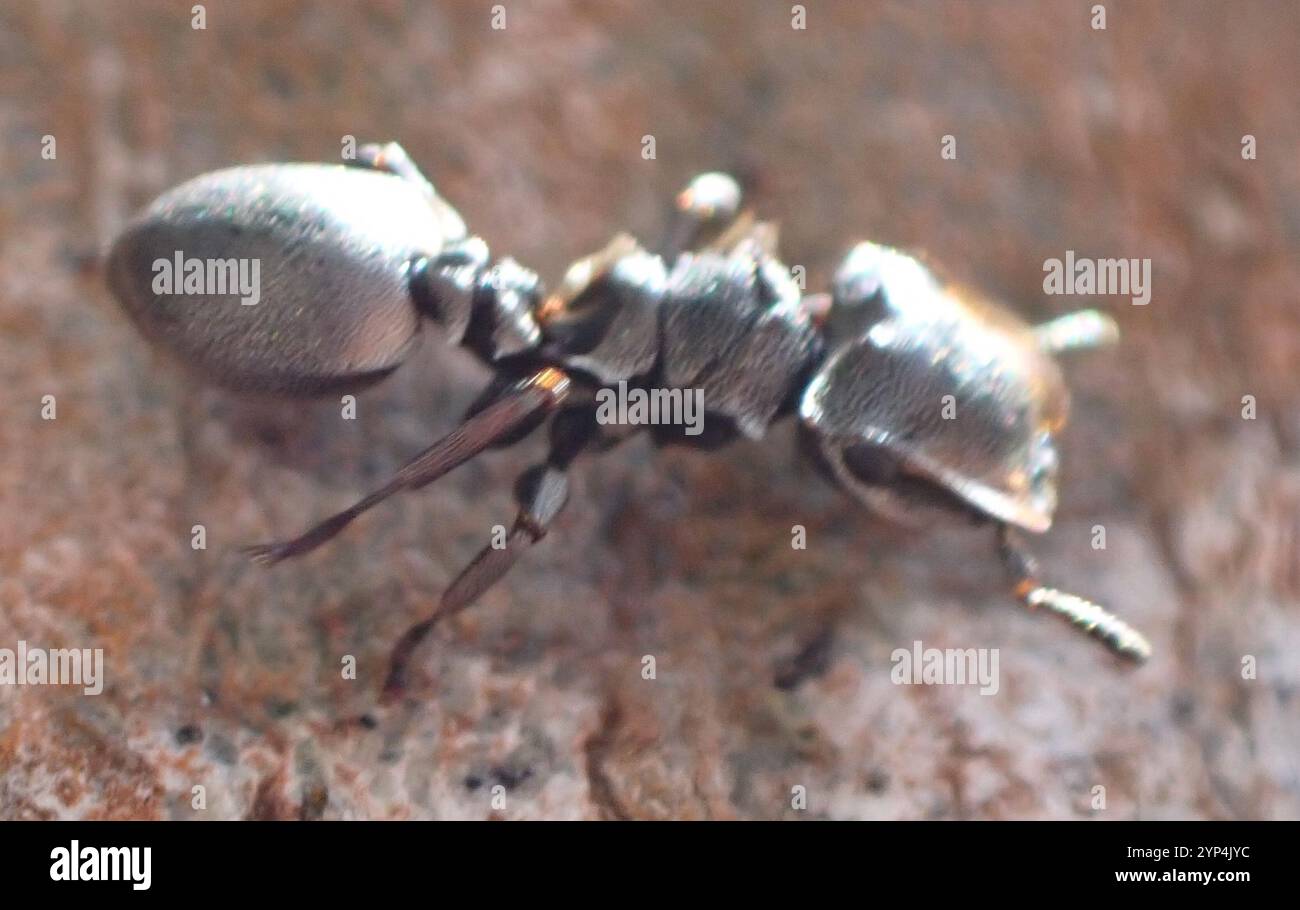 Turtle Ants (Cephalotes Stock Photo - Alamy