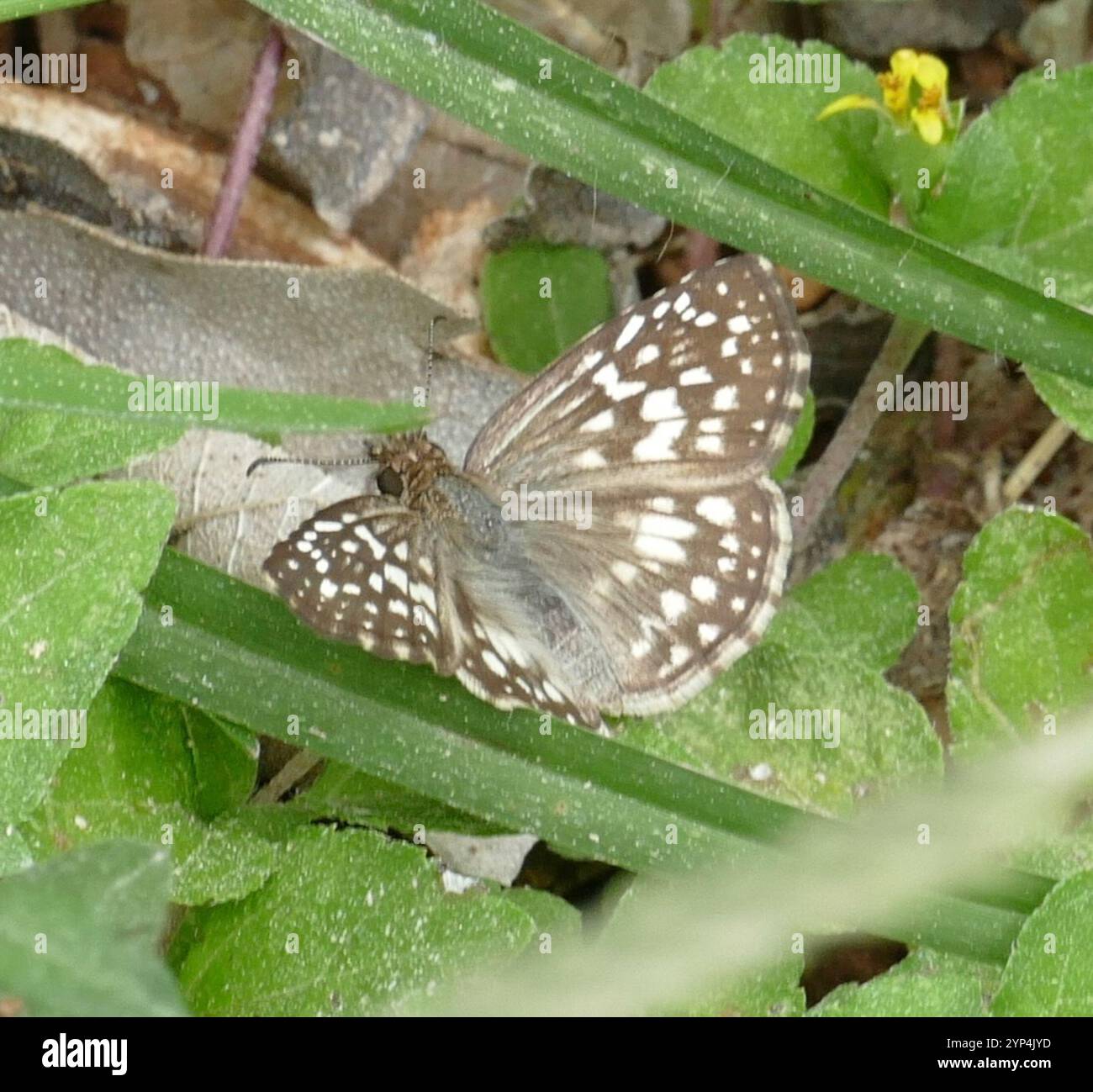 Tropical Checkered-Skipper (Burnsius oileus Stock Photo - Alamy