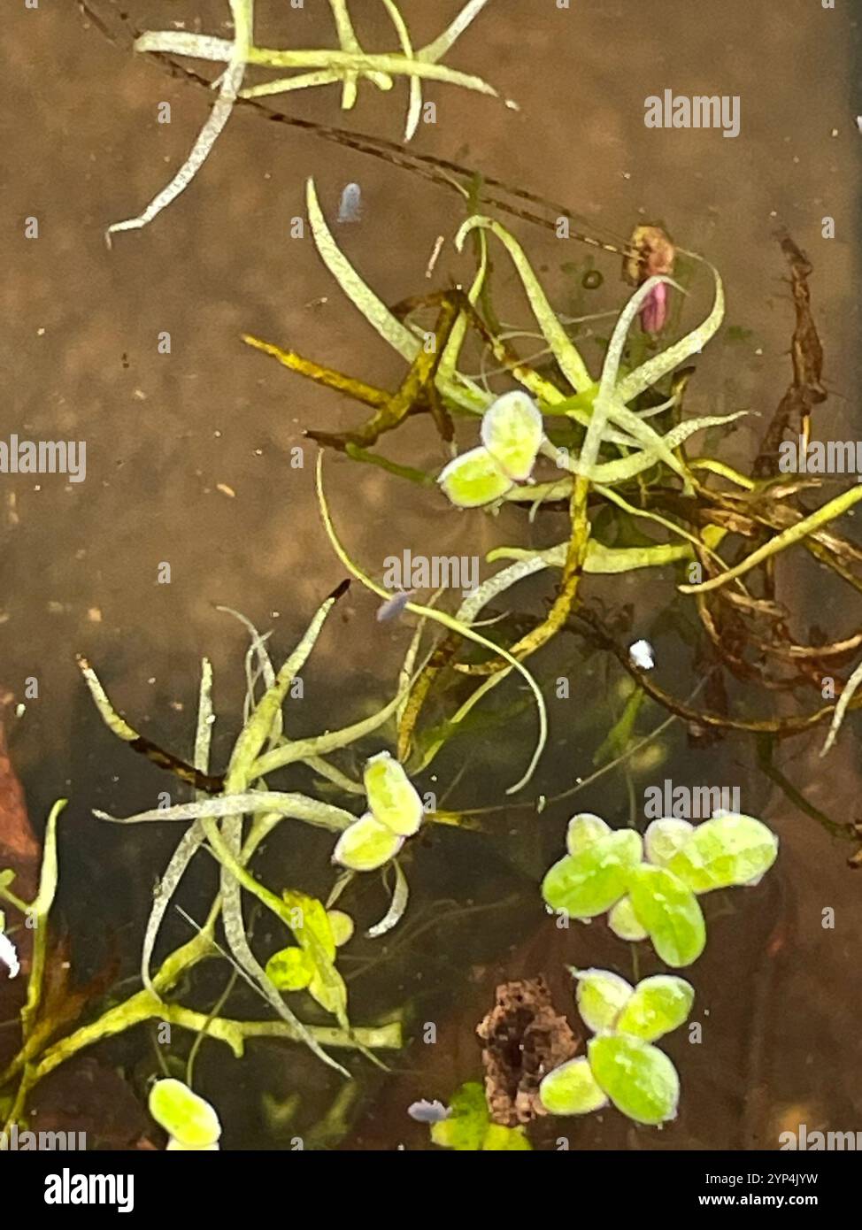 florida mudmidget (Wolffiella gladiata Stock Photo - Alamy