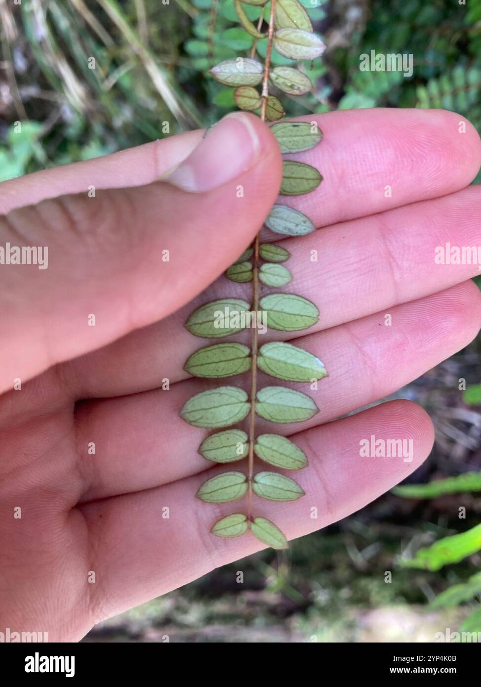 White rata hi-res stock photography and images - Alamy