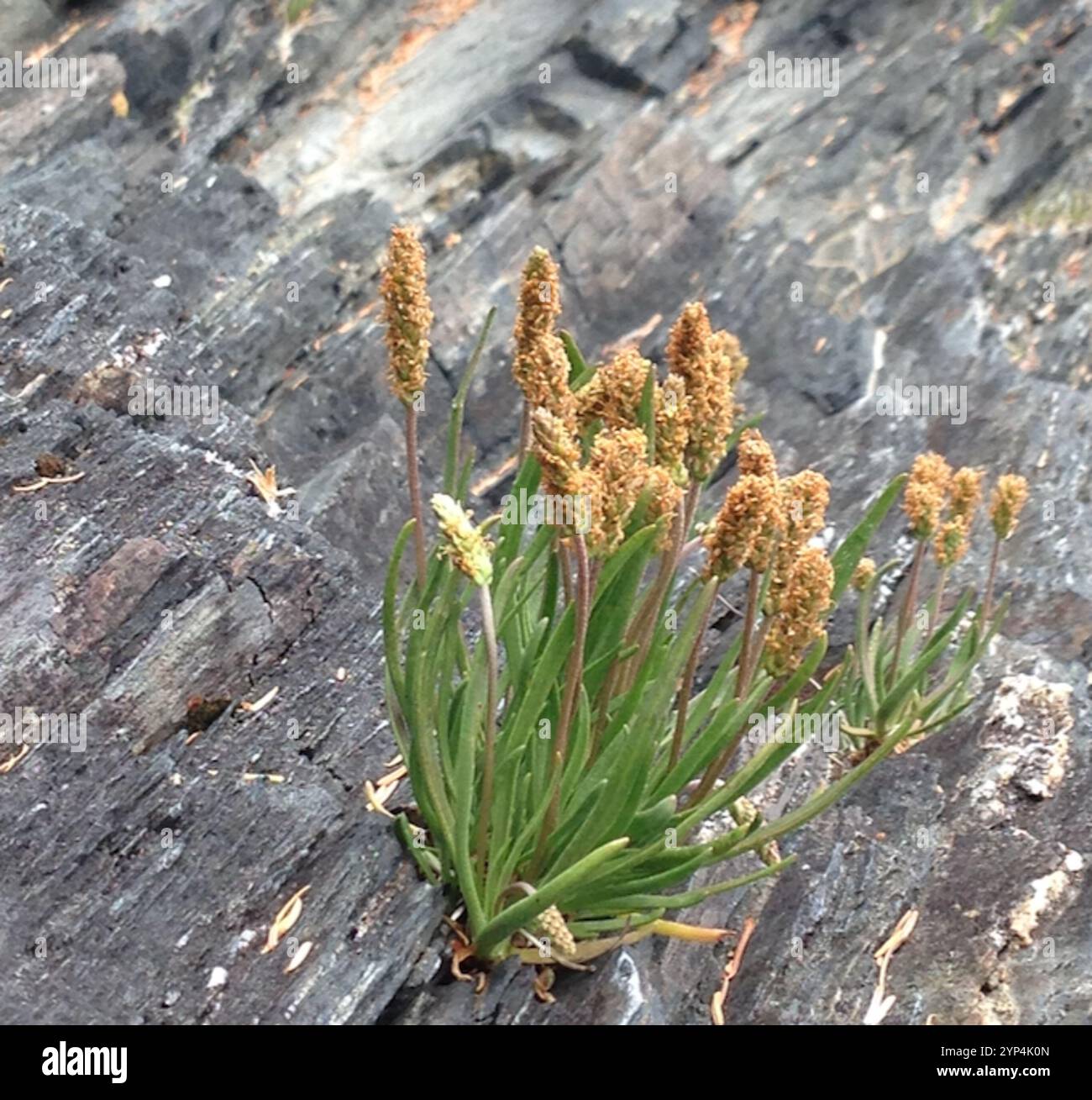 Sea Plantain (Plantago maritima Stock Photo - Alamy