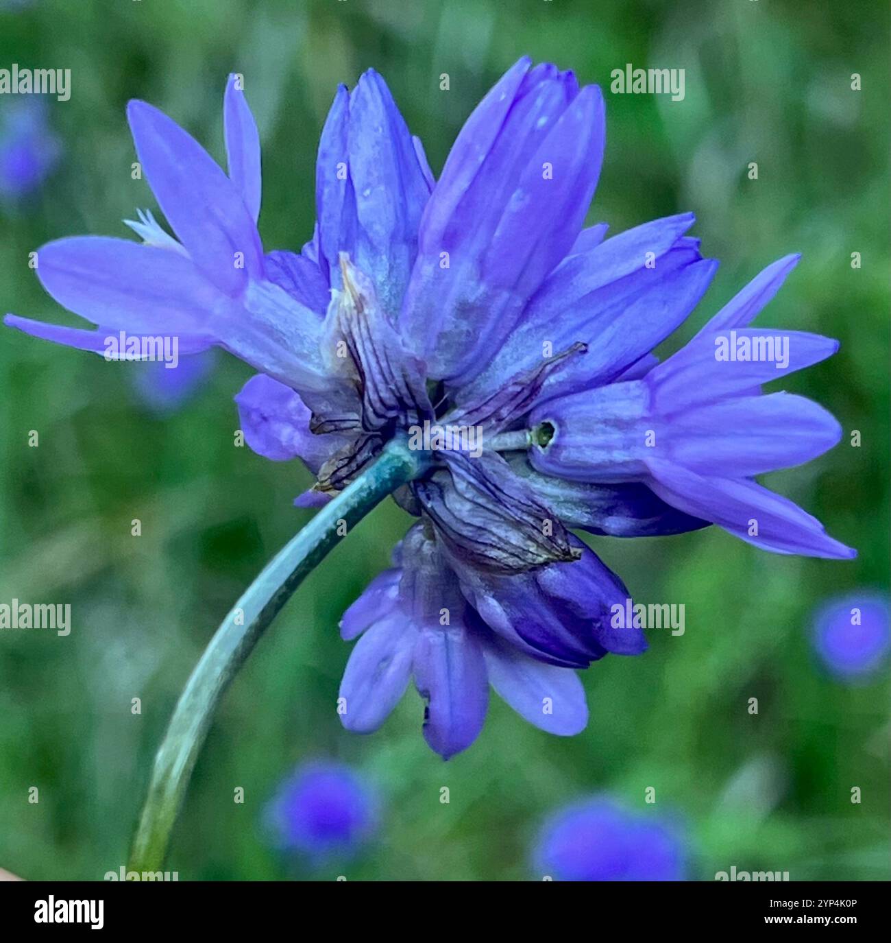 (Dipterostemon capitatus capitatus Stock Photo - Alamy