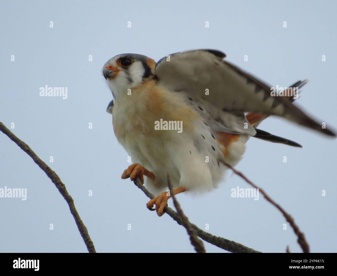 Hispaniolan Kestrel (Falco sparverius dominicensis Stock Photo - Alamy