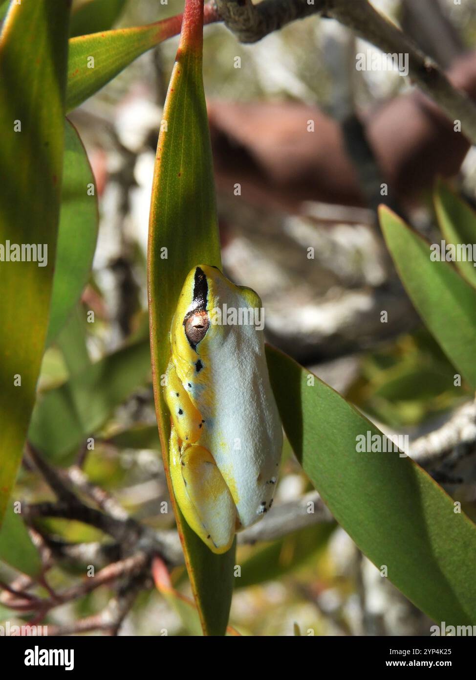 Blue back reed frog hi-res stock photography and images - Alamy
