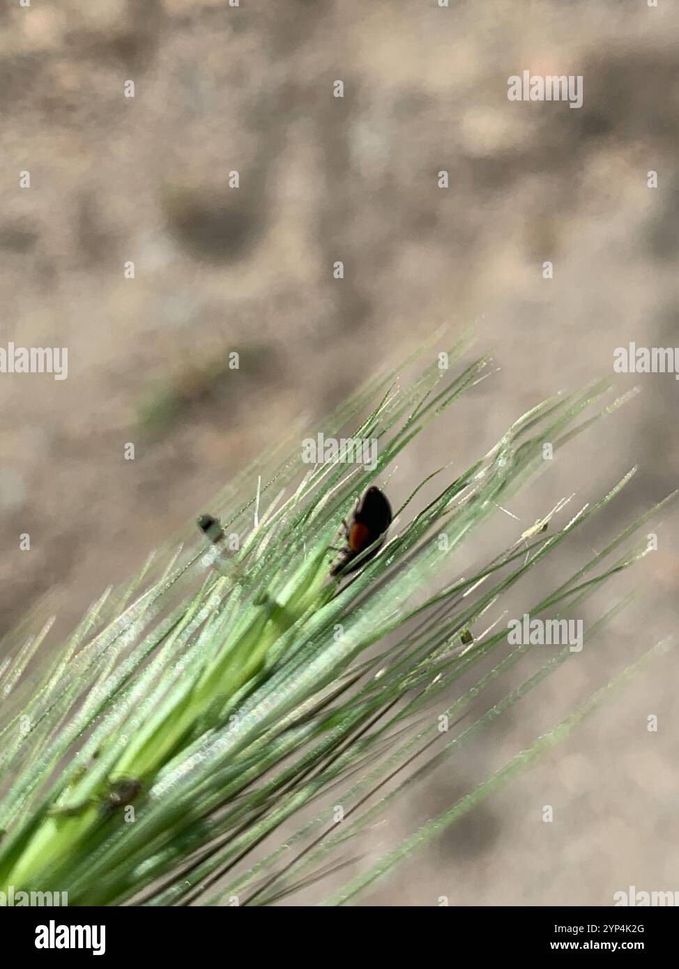 Two-spotted Lady Beetle (Adalia bipunctata Stock Photo - Alamy