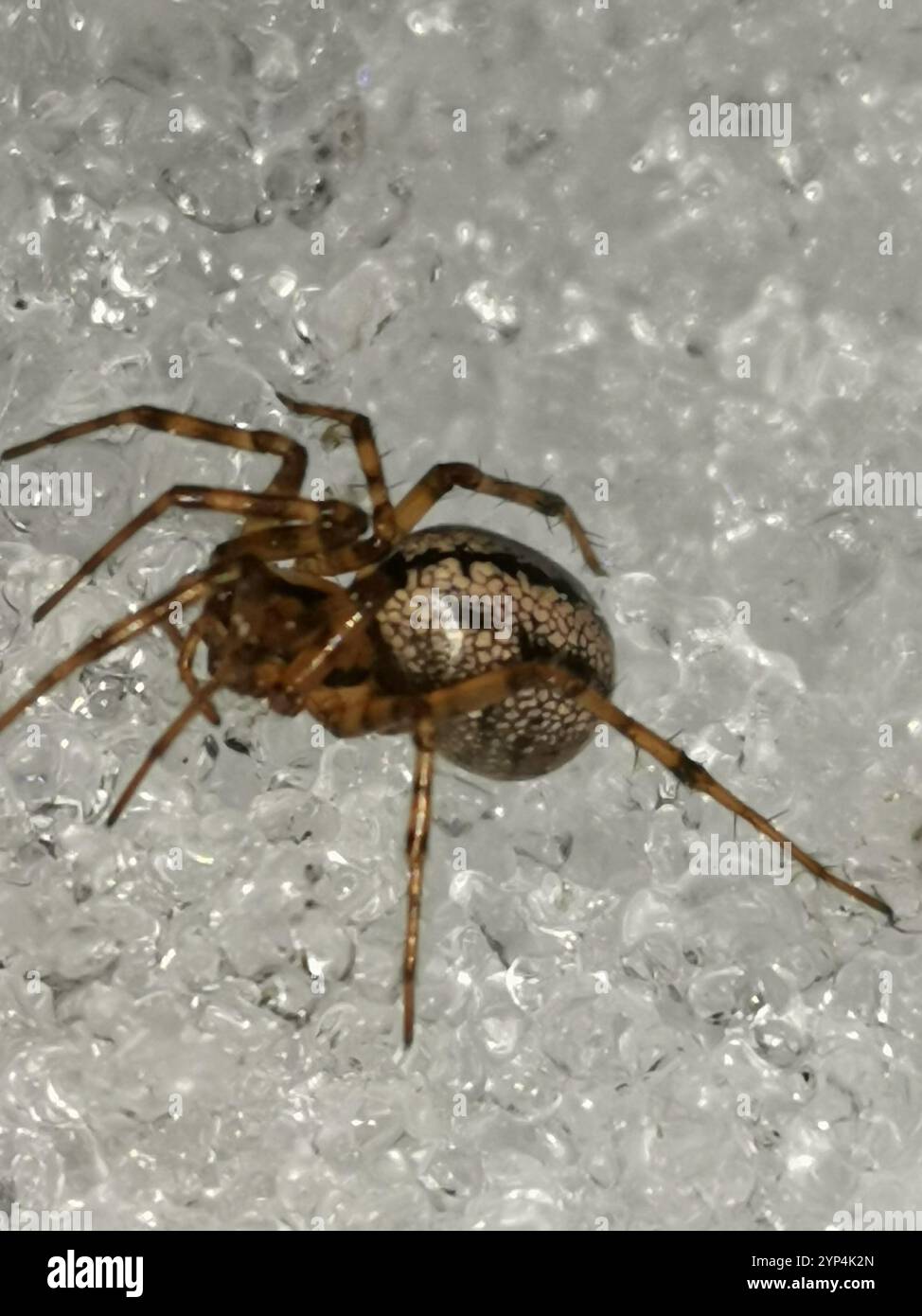 Horse-Head Spider (Stemonyphantes lineatus Stock Photo - Alamy