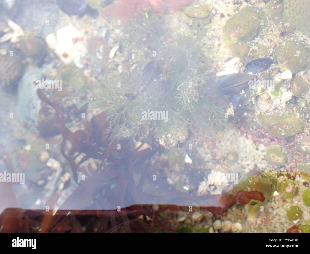 Ulvophycean green algae (Ulvophyceae Stock Photo - Alamy