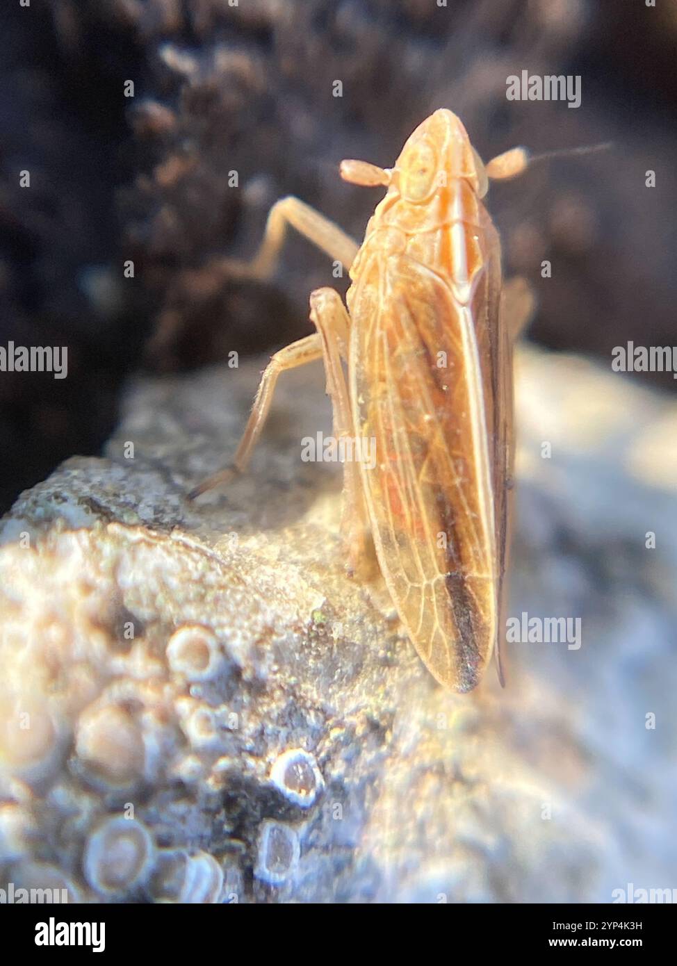 Stenocranus hi-res stock photography and images - Alamy