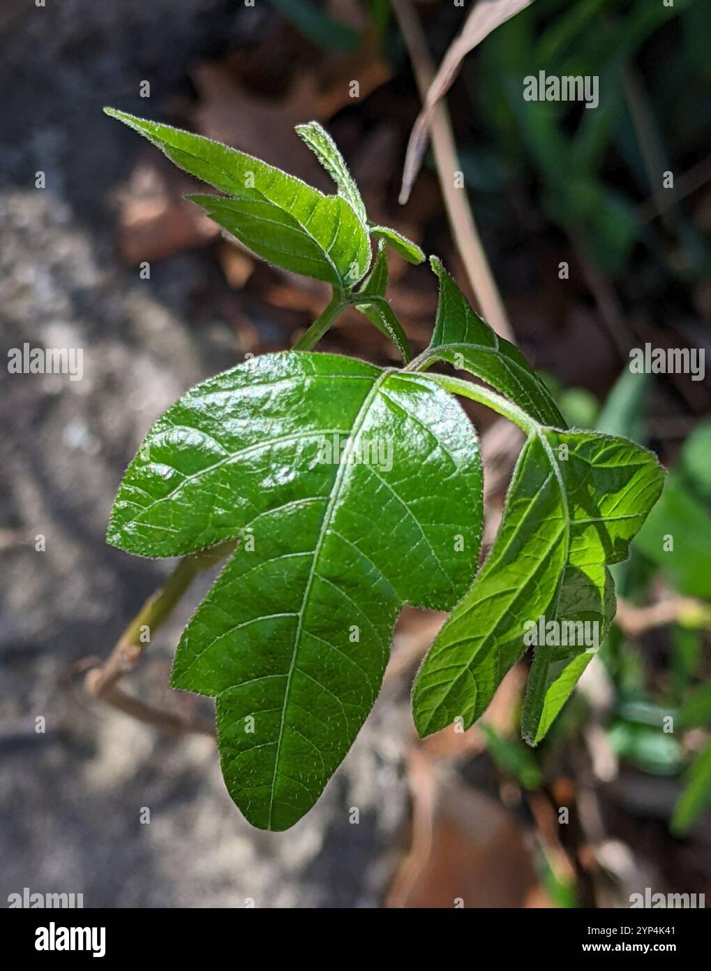 Atlantic poison oak (Toxicodendron pubescens Stock Photo - Alamy