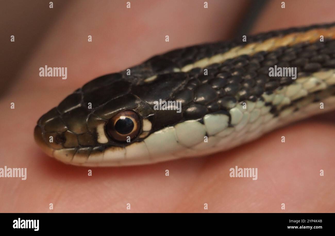 Western Ribbon Snake (Thamnophis proximus Stock Photo - Alamy