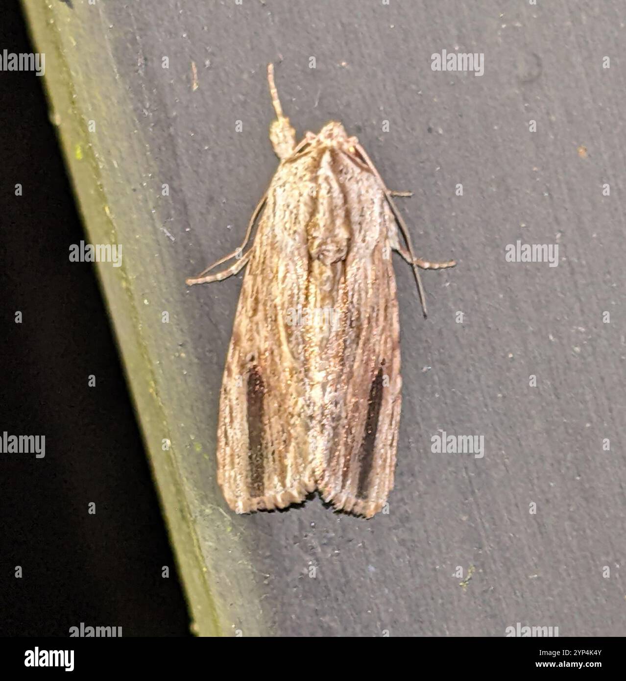 Cutworm Moths and Allies (Noctuidae Stock Photo - Alamy