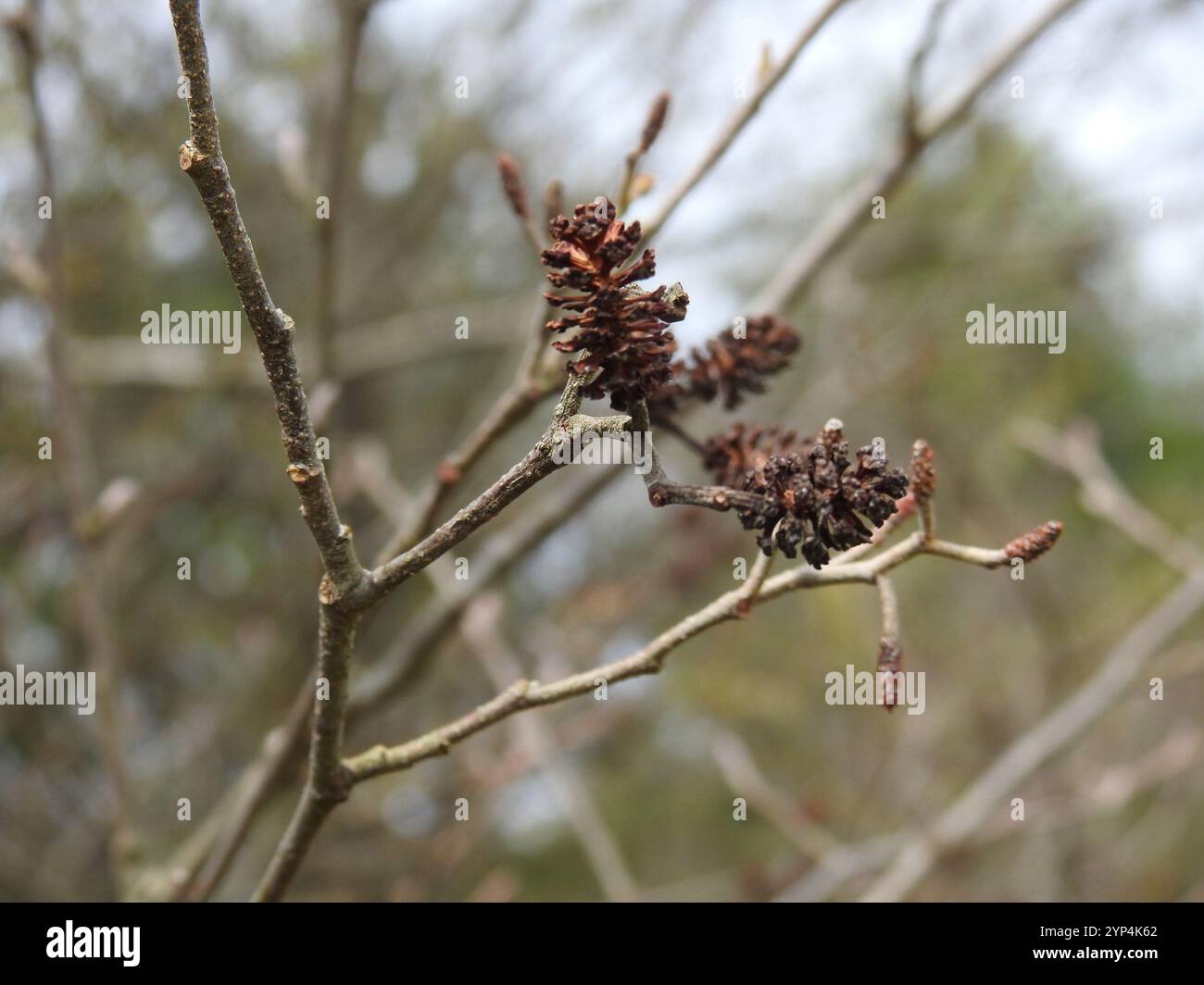 smooth alder (Alnus serrulata Stock Photo - Alamy