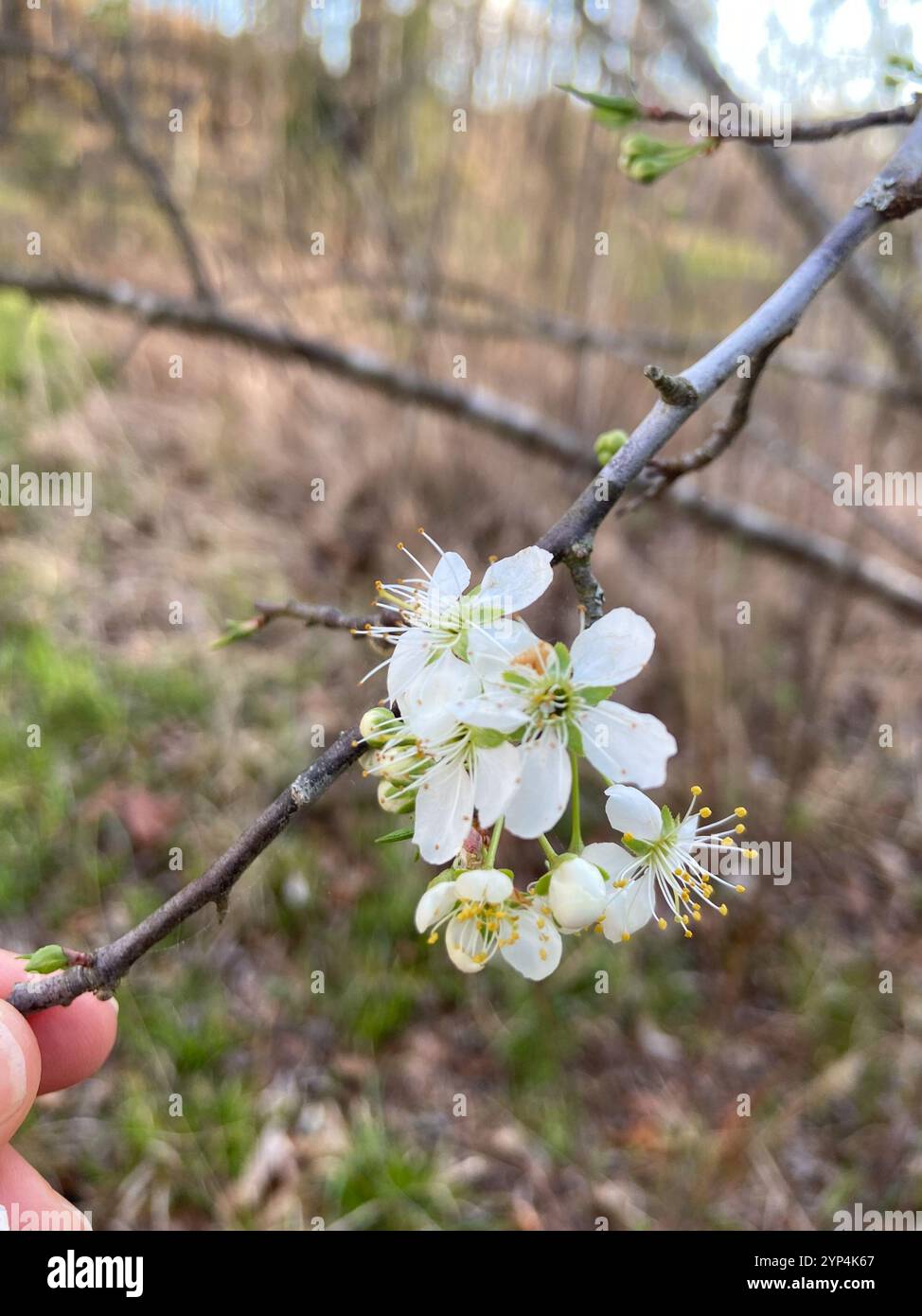 Chickasaw plum (Prunus angustifolia Stock Photo - Alamy