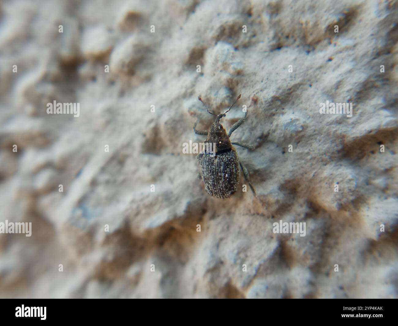 Cabbage Stem Weevil (Ceutorhynchus pallidactylus Stock Photo - Alamy