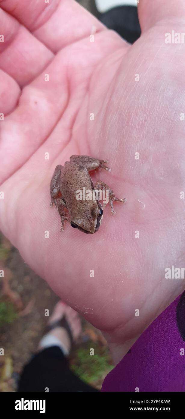 Desert Tree Frog (Litoria rubella Stock Photo - Alamy