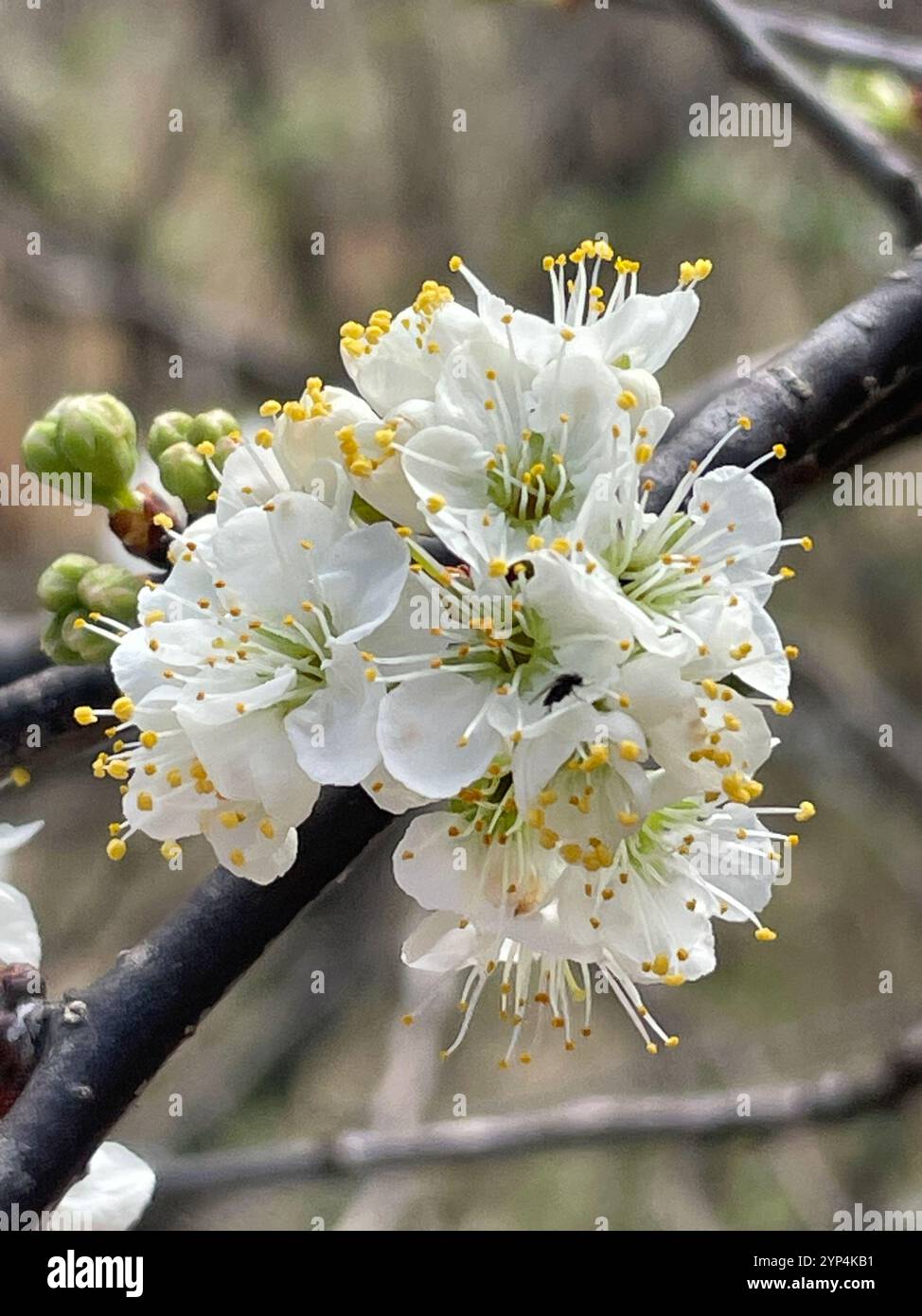 Chickasaw plum (Prunus angustifolia Stock Photo - Alamy