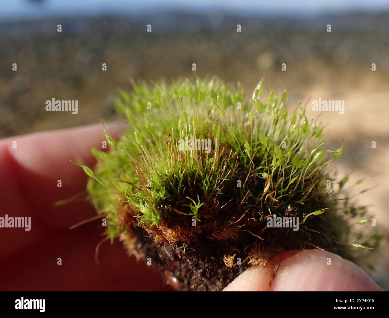 Green-tufted Stubble Moss (Weissia controversa Stock Photo - Alamy