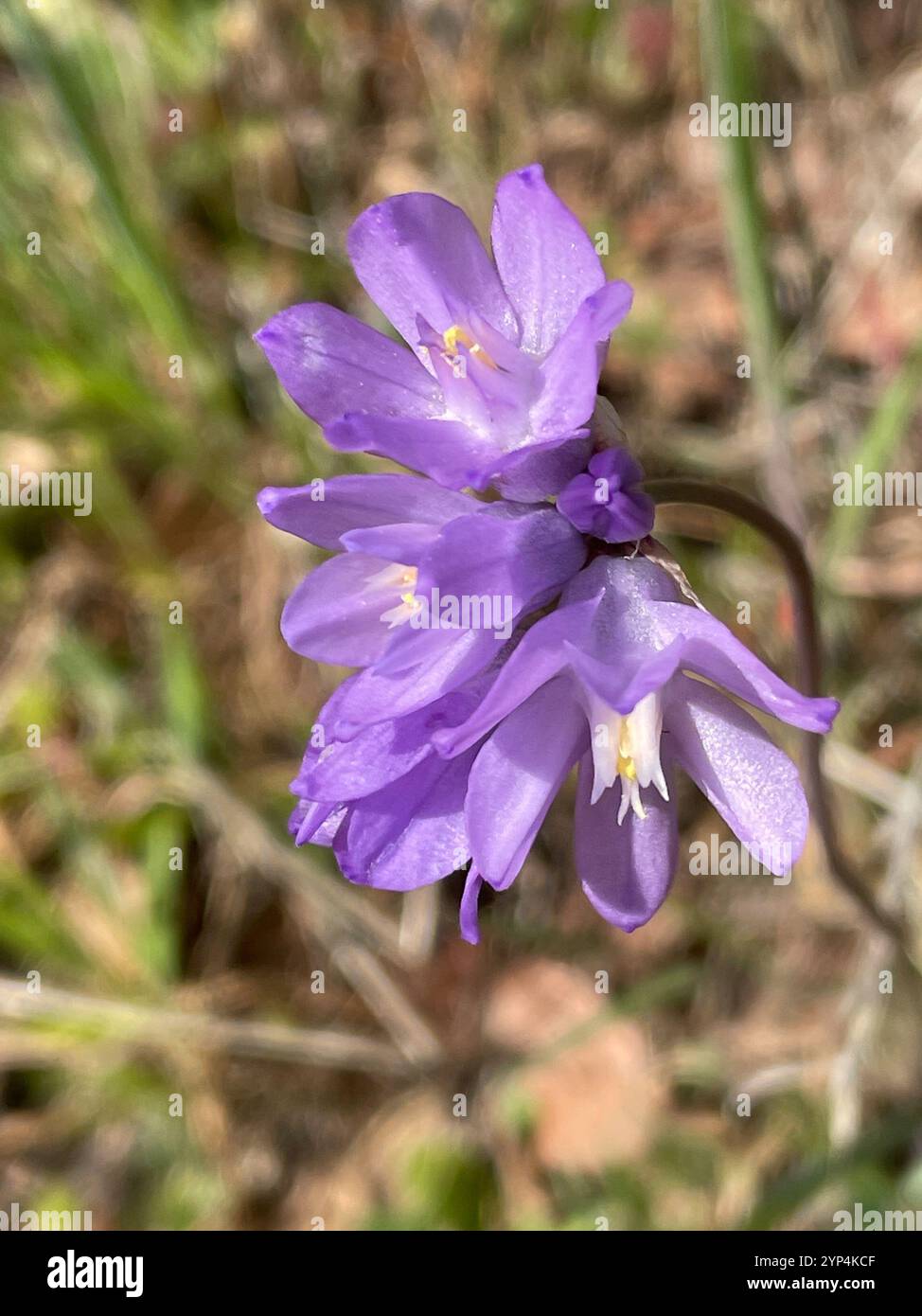 Blue Dicks (Dipterostemon capitatus Stock Photo - Alamy