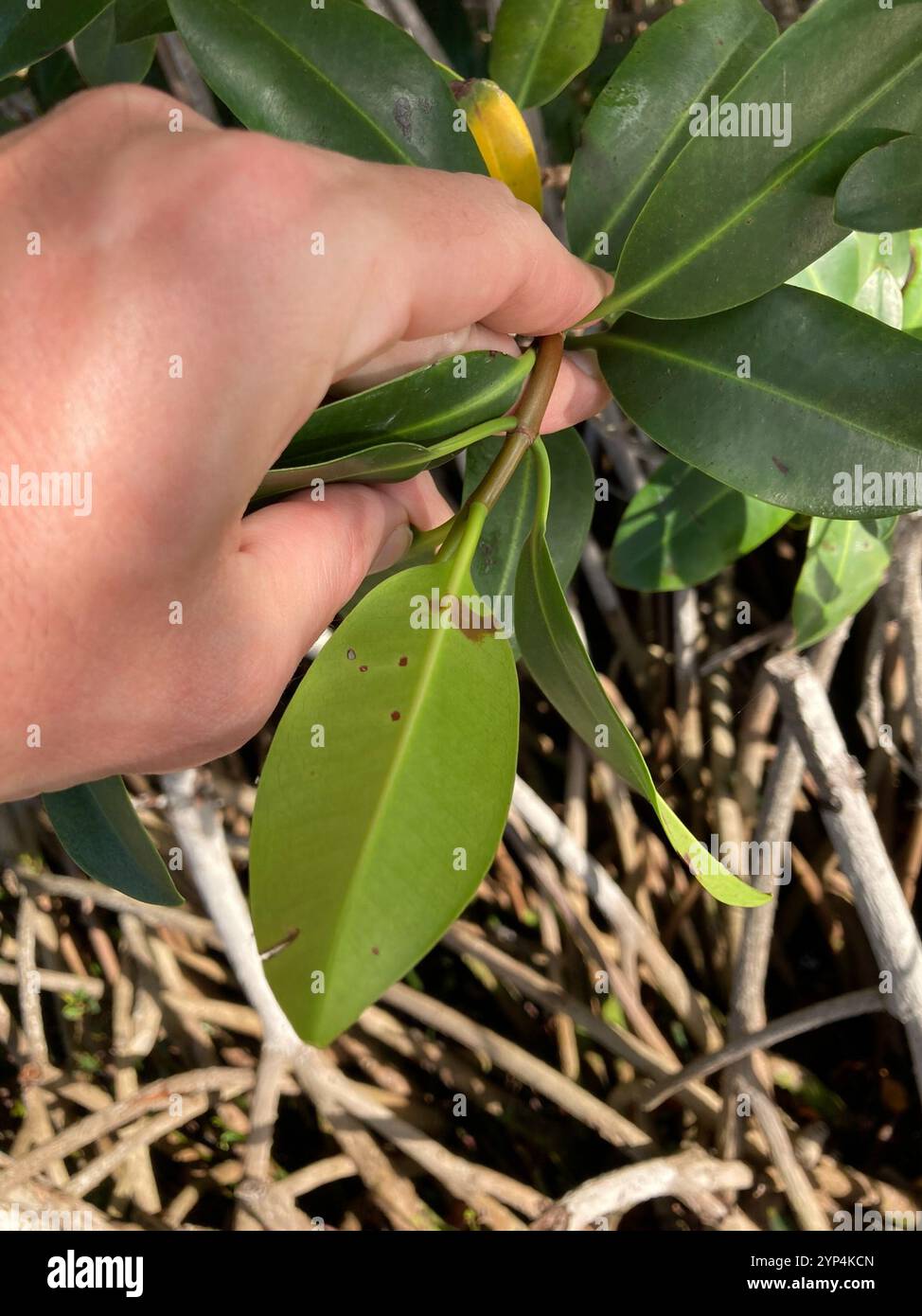 red mangrove (Rhizophora mangle Stock Photo - Alamy